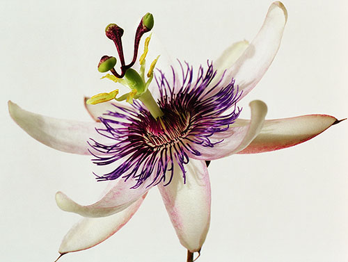 Discovering Drypoint – Ann Mackay: Inspired by Nature