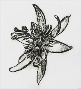 Discovering Drypoint – Ann Mackay: Inspired by Nature