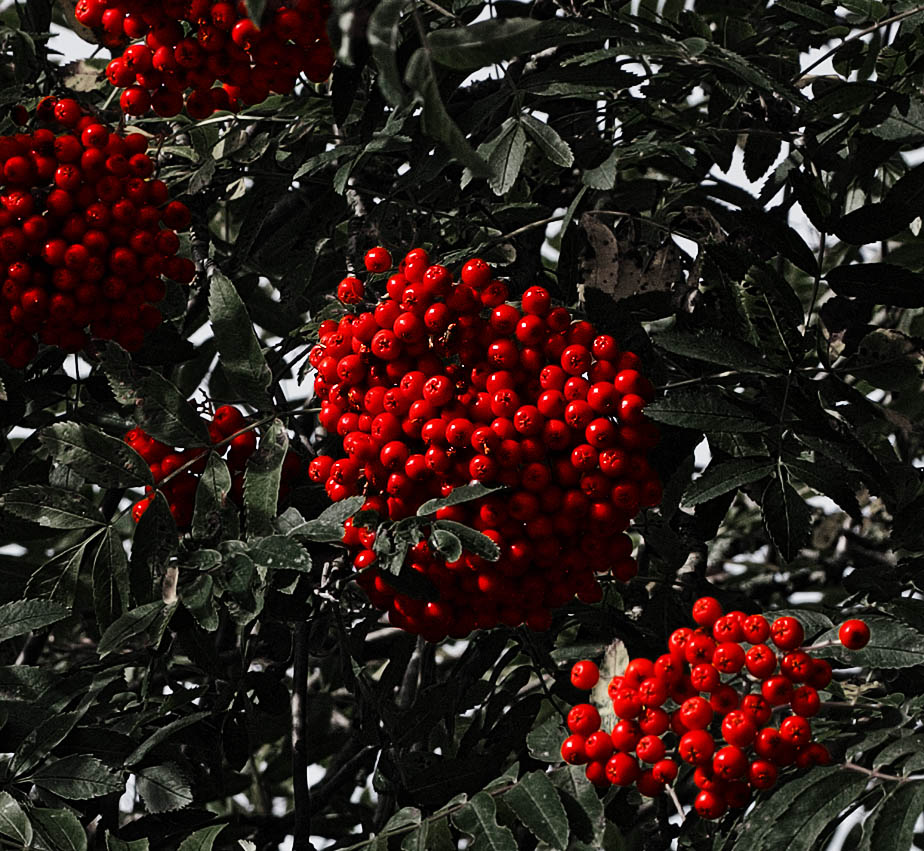 Rowan Lore – Ann Mackay: Inspired by Nature