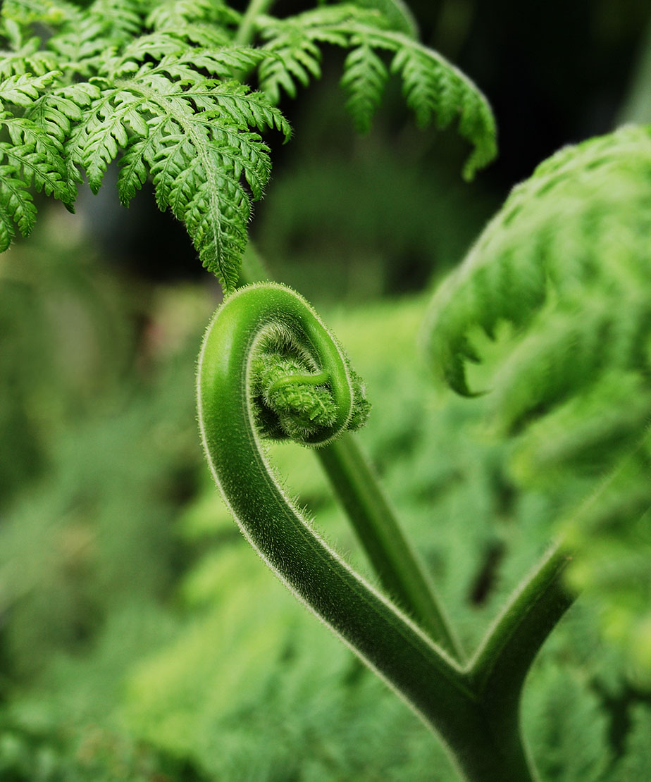Glorious Green: Ferns – Ann Mackay: Inspired by Nature
