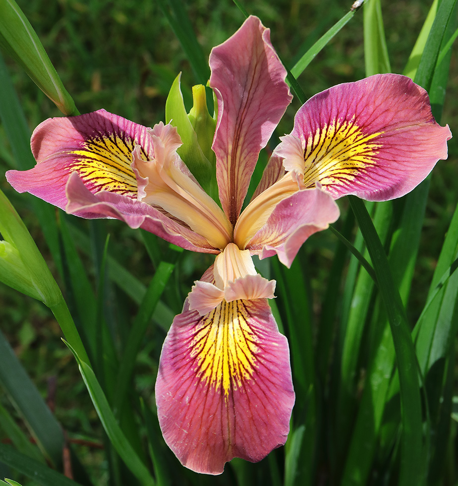 Irises: Intricately Beautiful – Ann Mackay: Inspired by Nature