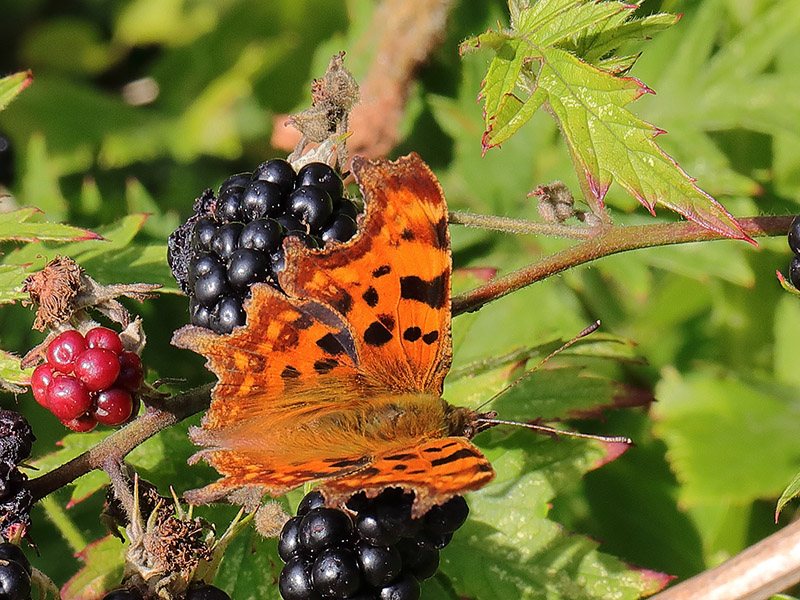 Ann Mackay: Inspired by Nature – Photography celebrating flowers ...