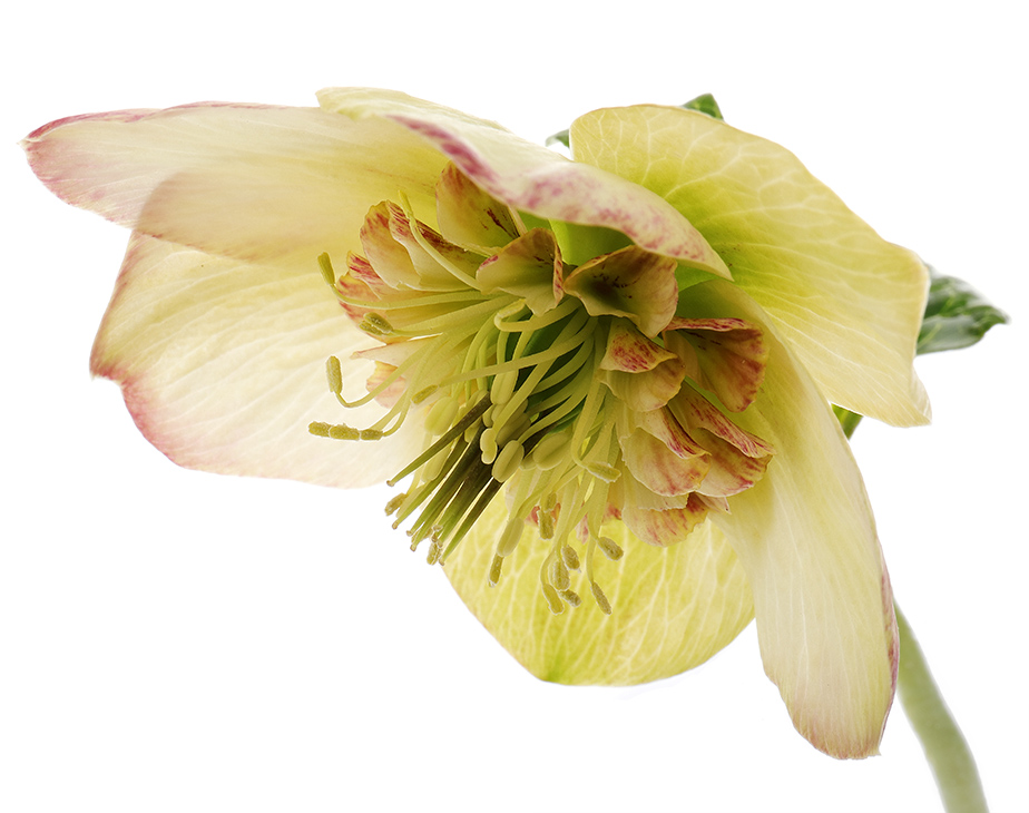 Still Waiting for Spring – Ann Mackay: Inspired by Nature