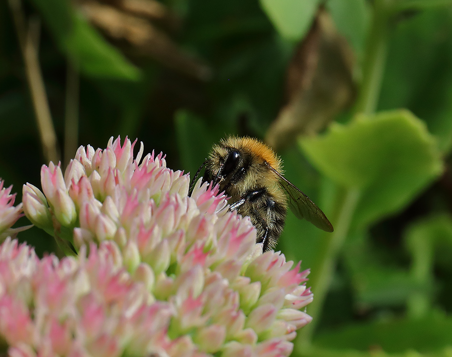 Common Carder Bee: Bee I.D. – Ann Mackay: Inspired by Nature