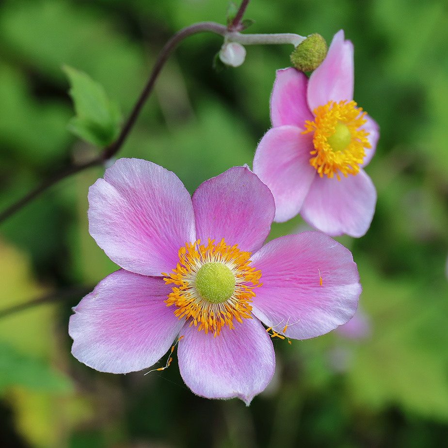 Pink Profusion – or Not! – Ann Mackay: Inspired by Nature