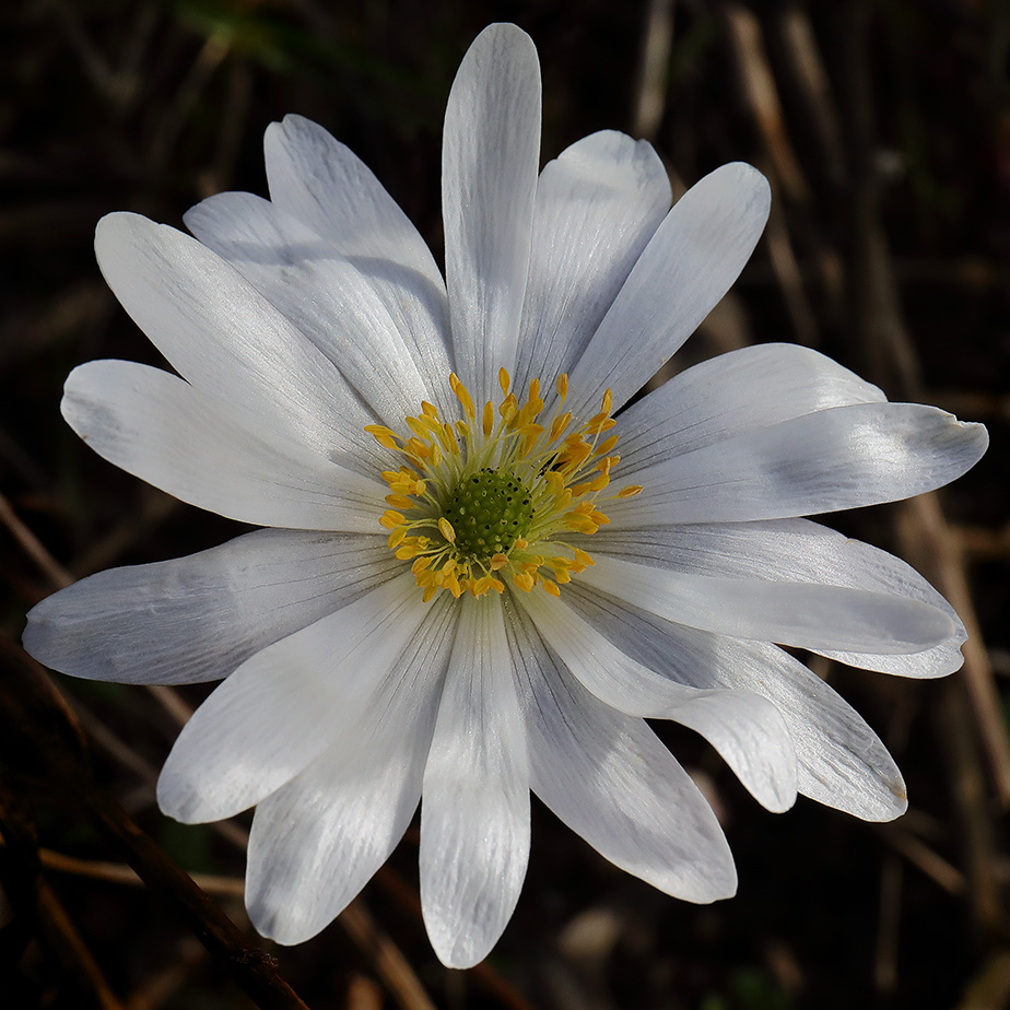 Flowers of the Wind…and Rain! – Ann Mackay: Inspired by Nature