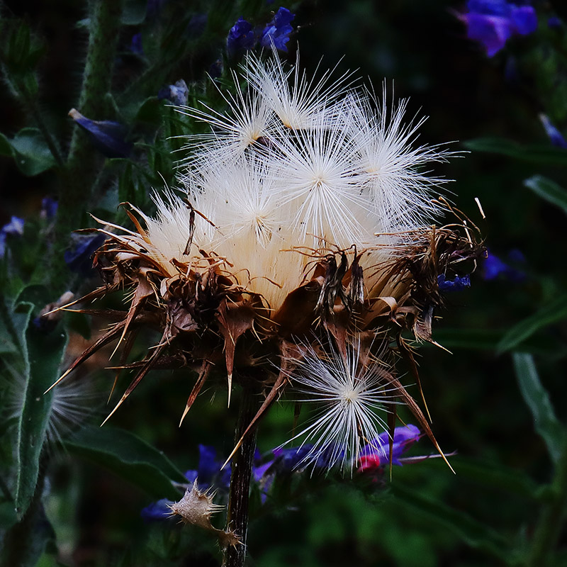 Pure Fluff: Cardoon Seed Heads – Ann Mackay: Inspired by Nature