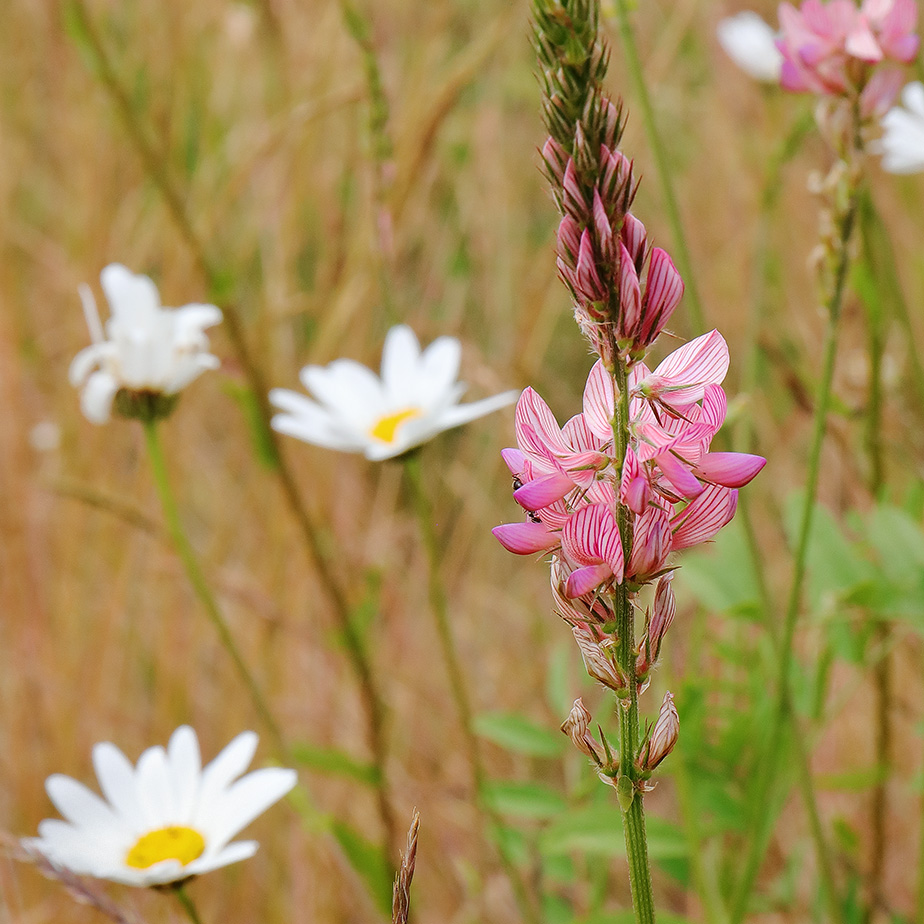 A Meadow Beauty: Sainfoin – Ann Mackay: Inspired by Nature