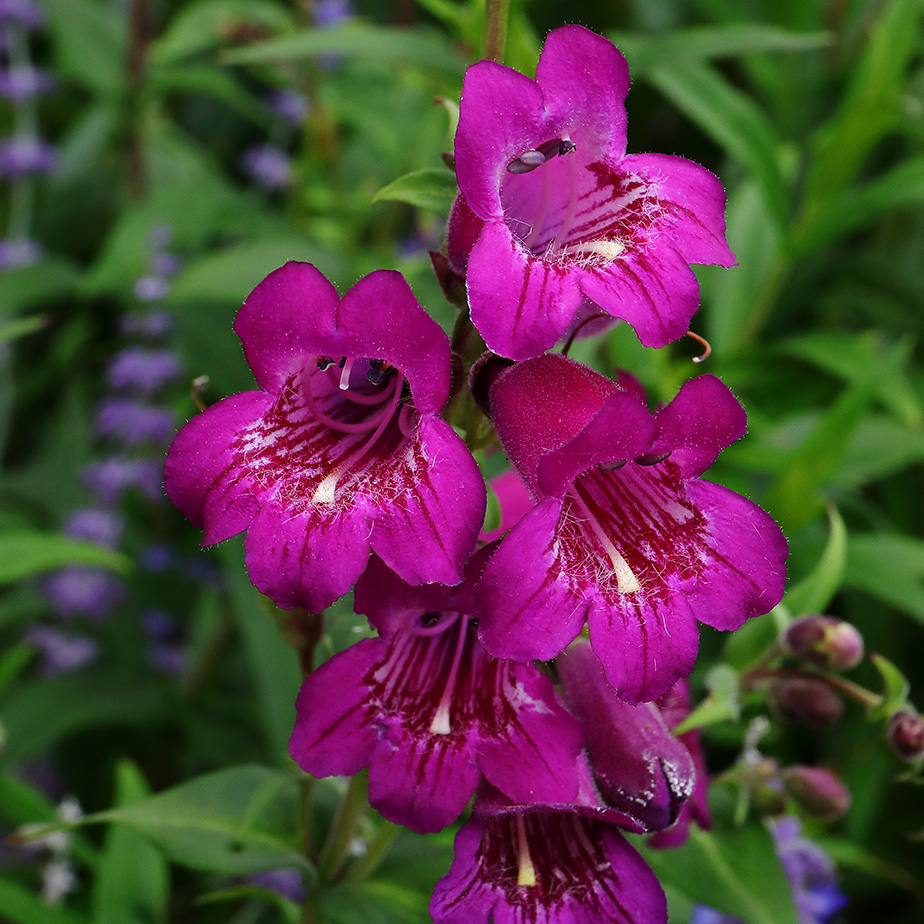 Missing but Not Forgotten: Penstemons – Ann Mackay: Inspired by Nature