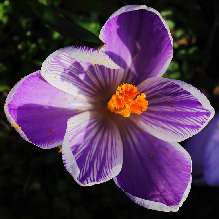 Ann Mackay: Inspired by Nature – Photography celebrating flowers ...