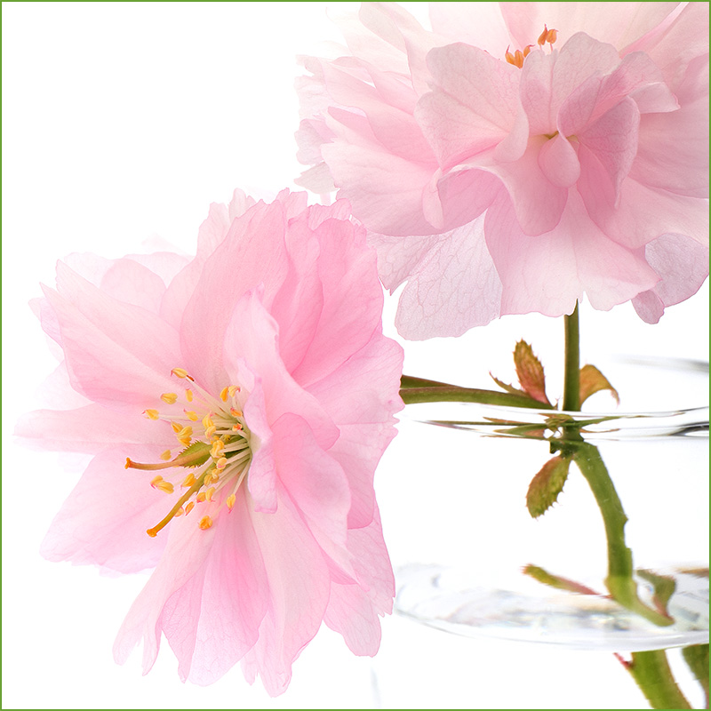 Ann Mackay: Inspired by Nature – Photography celebrating flowers ...