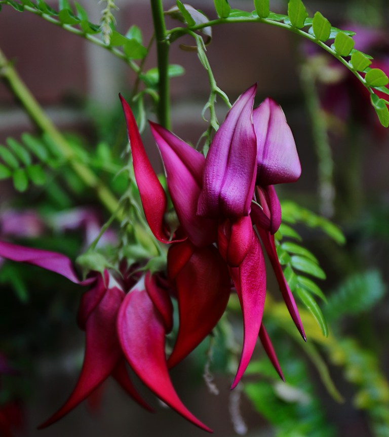 Ann Mackay: Inspired by Nature – Photography celebrating flowers ...
