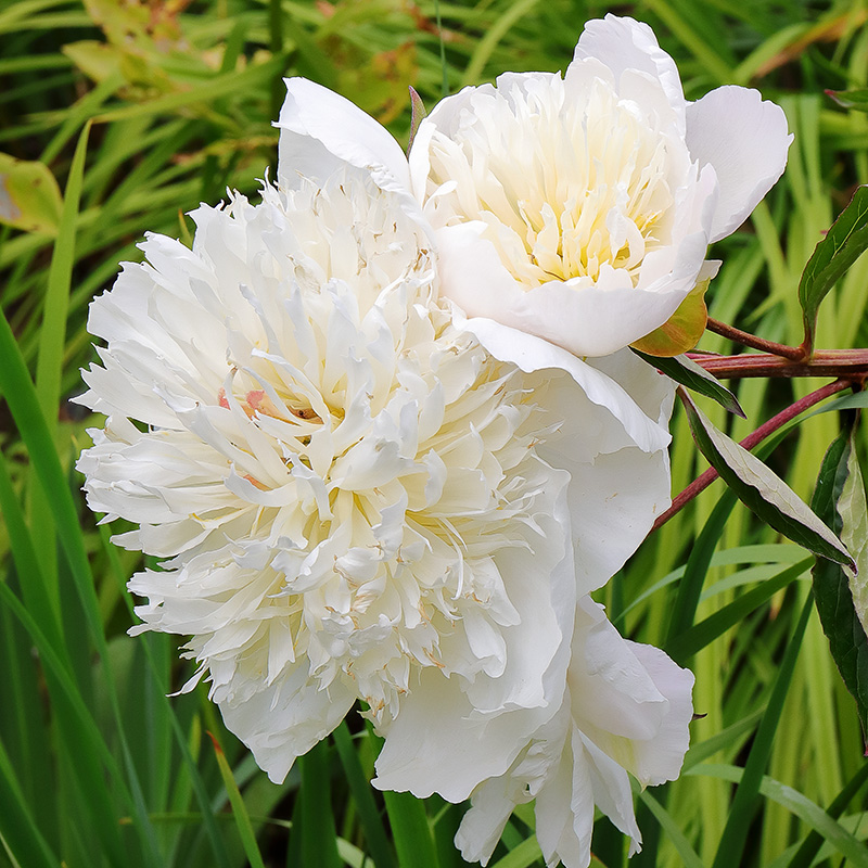 Ann Mackay: Inspired by Nature – Photography celebrating flowers ...