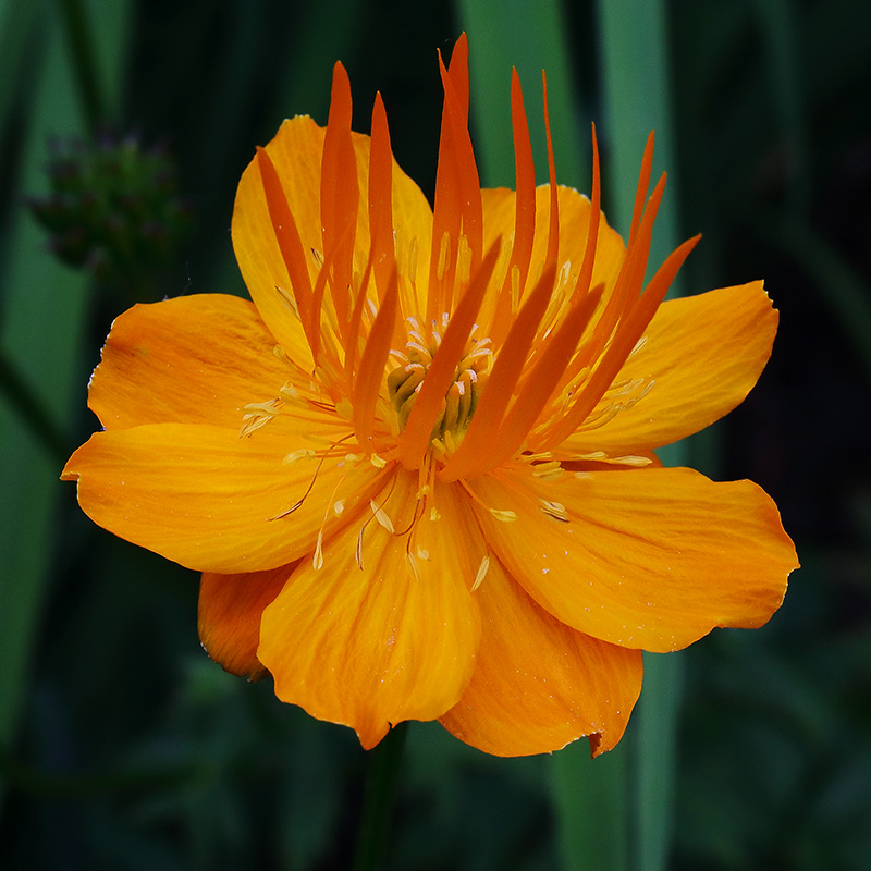 Ann Mackay: Inspired by Nature – Photography celebrating flowers ...