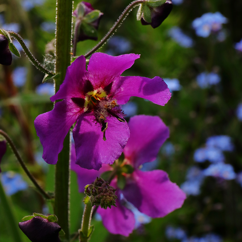 Ann Mackay: Inspired by Nature – Photography celebrating flowers ...