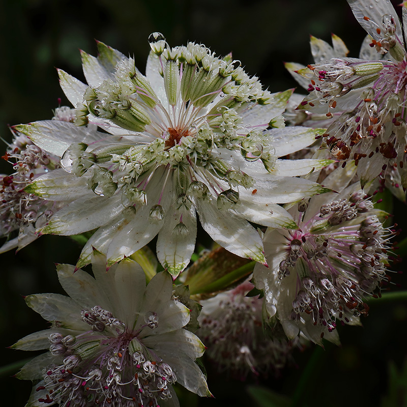 Ann Mackay: Inspired by Nature – Photography celebrating flowers ...