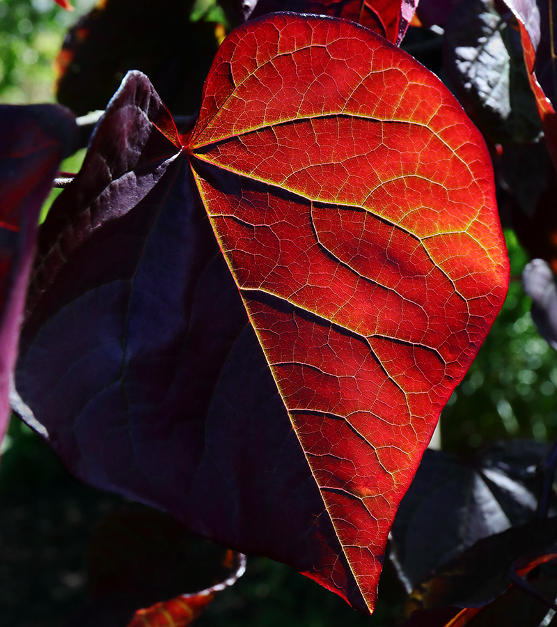 Ann Mackay: Inspired by Nature – Photography celebrating flowers ...