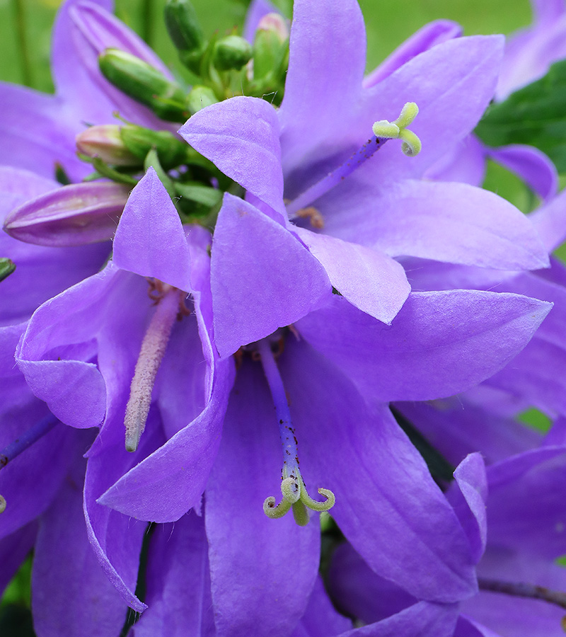 Ann Mackay: Inspired by Nature – Photography celebrating flowers ...