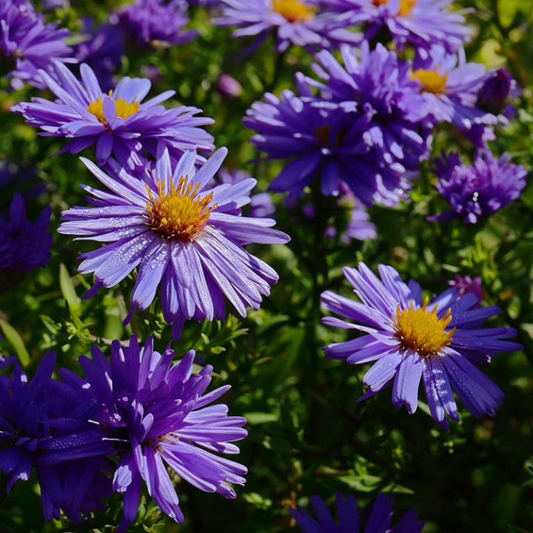 Ann Mackay: Inspired by Nature – Photography celebrating flowers ...