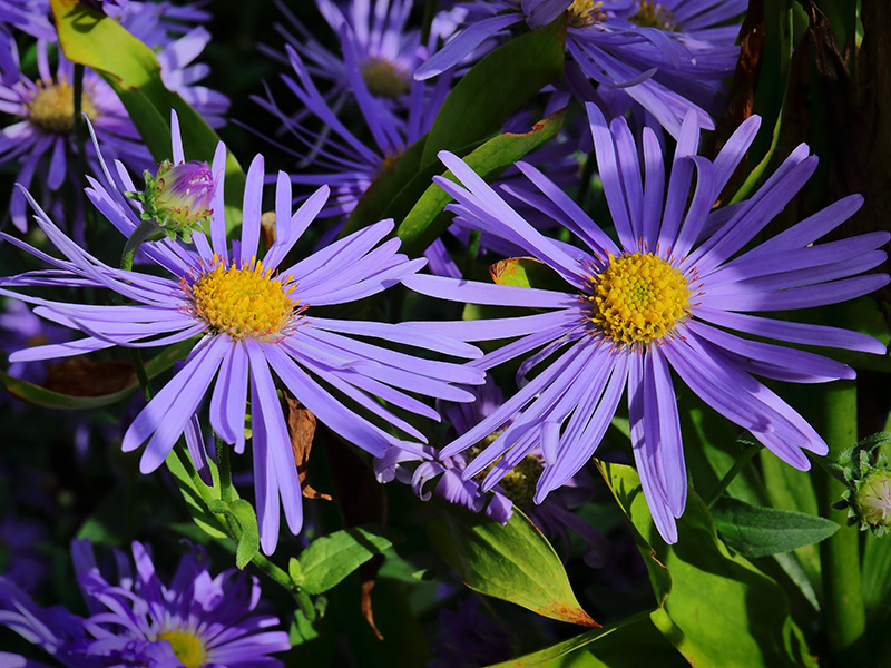 Ann Mackay: Inspired by Nature – Photography celebrating flowers ...