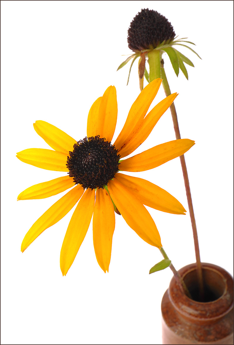 A Last Gleam of Gold – Ann Mackay: Inspired by Nature