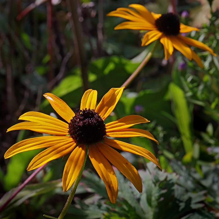 Ann Mackay: Inspired by Nature – Photography celebrating flowers ...