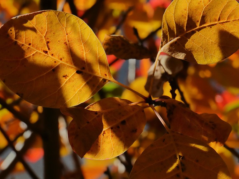 Ann Mackay: Inspired by Nature – Photography celebrating flowers ...