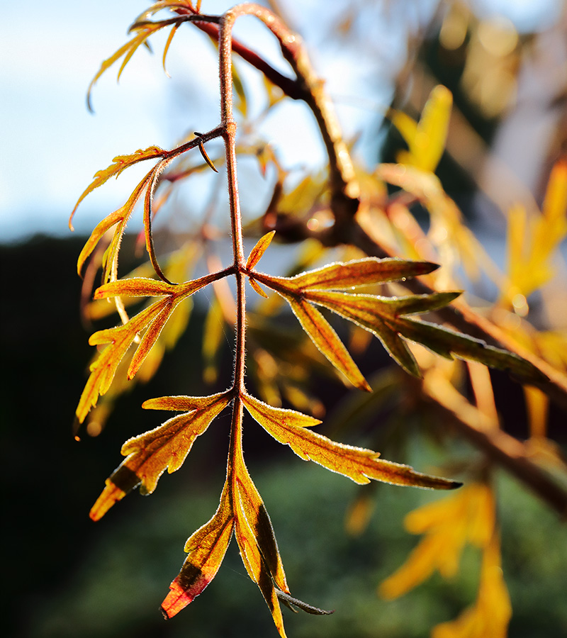 Waiting… – Ann Mackay: Inspired by Nature