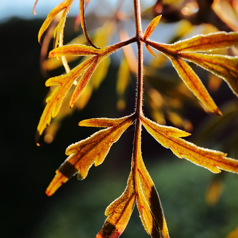 Ann Mackay: Inspired by Nature – Photography celebrating flowers ...