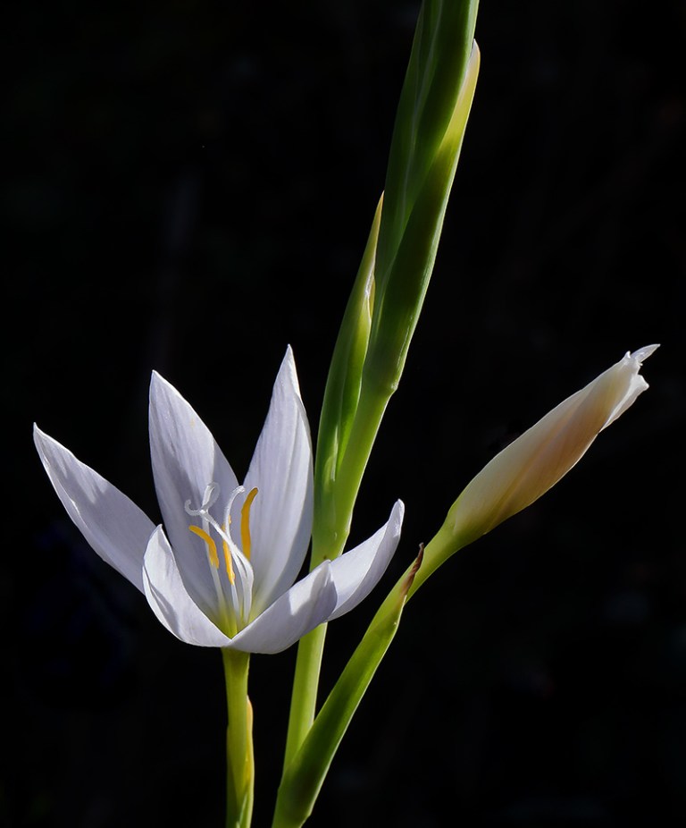 Ann Mackay: Inspired by Nature – Photography celebrating flowers ...