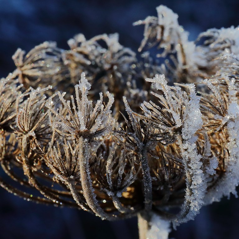 Ann Mackay: Inspired by Nature – Photography celebrating flowers ...