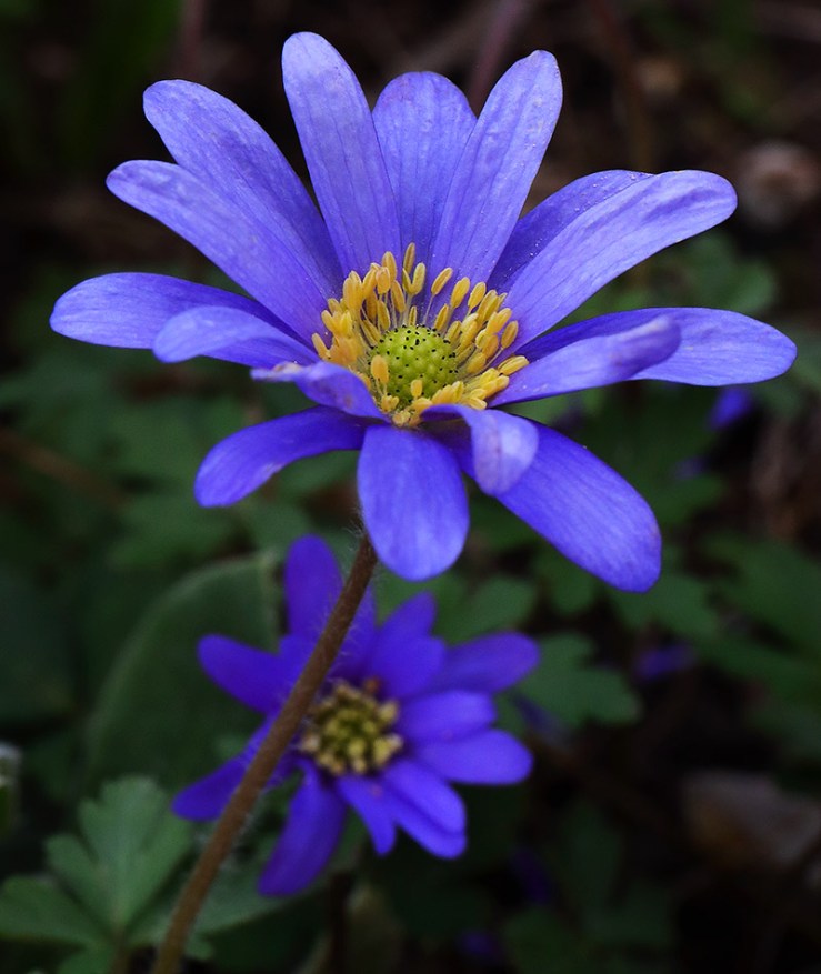 Ann Mackay: Inspired by Nature – Photography celebrating flowers ...