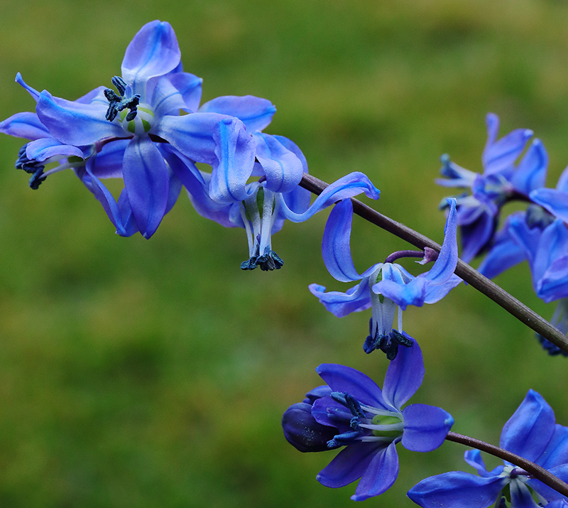 Tiny Blue Blooms…And a Touch of Confusion! – Ann Mackay: Inspired by Nature