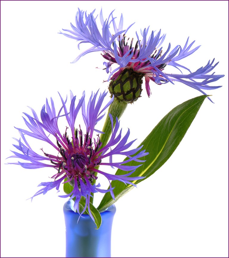 Ann Mackay: Inspired by Nature – Photography celebrating flowers ...