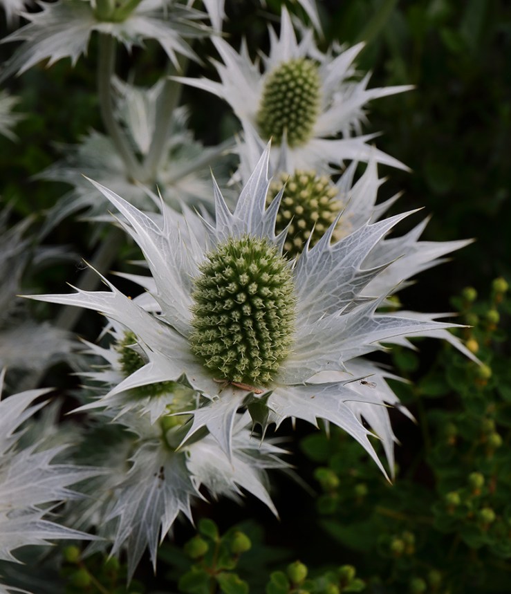 Ann Mackay: Inspired by Nature – Photography celebrating flowers ...