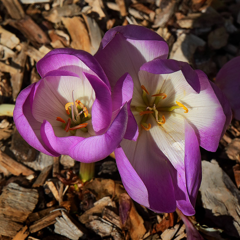 Not Spring: Autumn Crocuses – Ann Mackay: Inspired by Nature